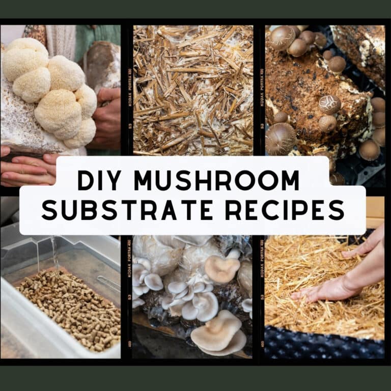 Using Mushroom Spawn to Grow Mushrooms - Mushroom Appreciation