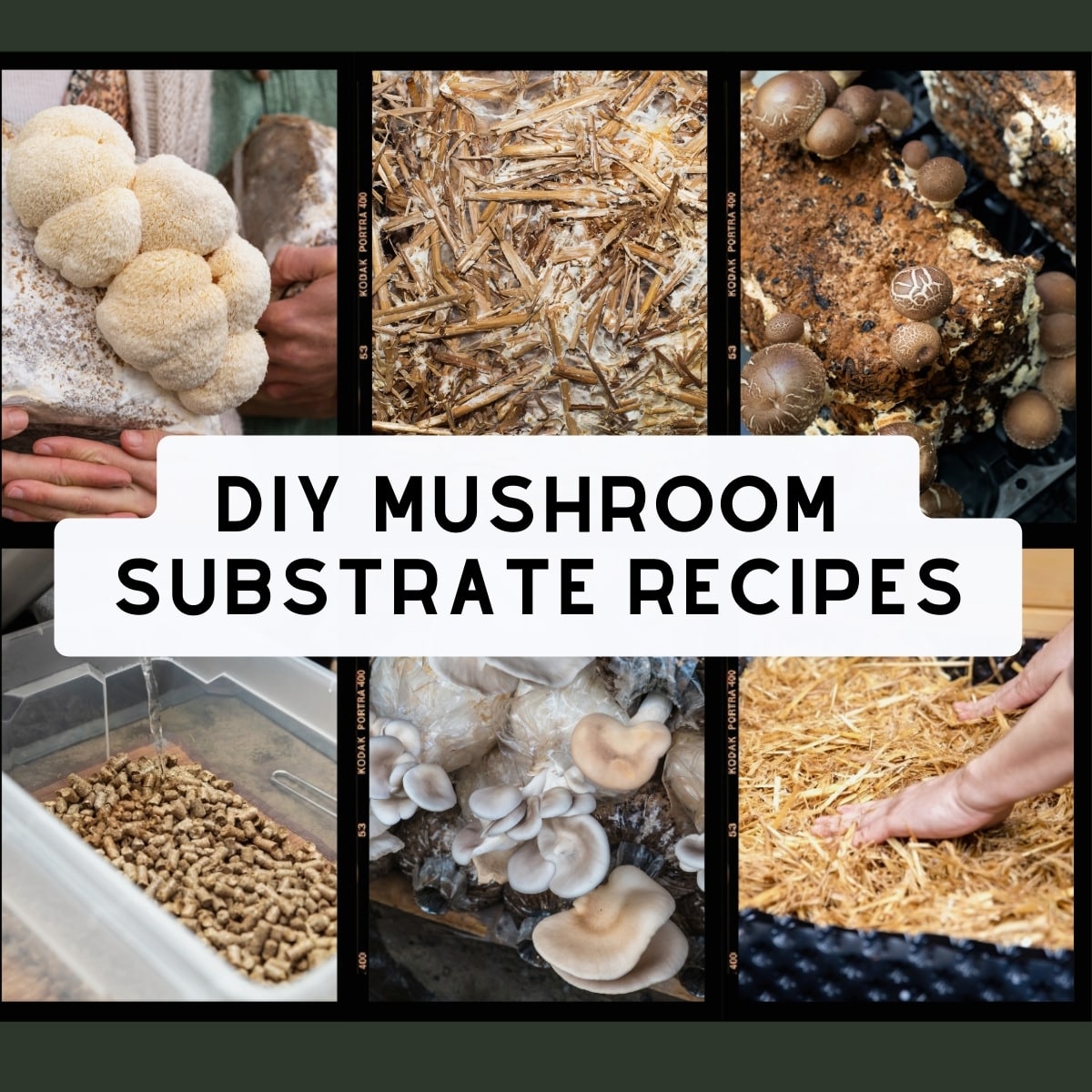 Unlocking The Secrets To Morel Foraging All About Those Trees