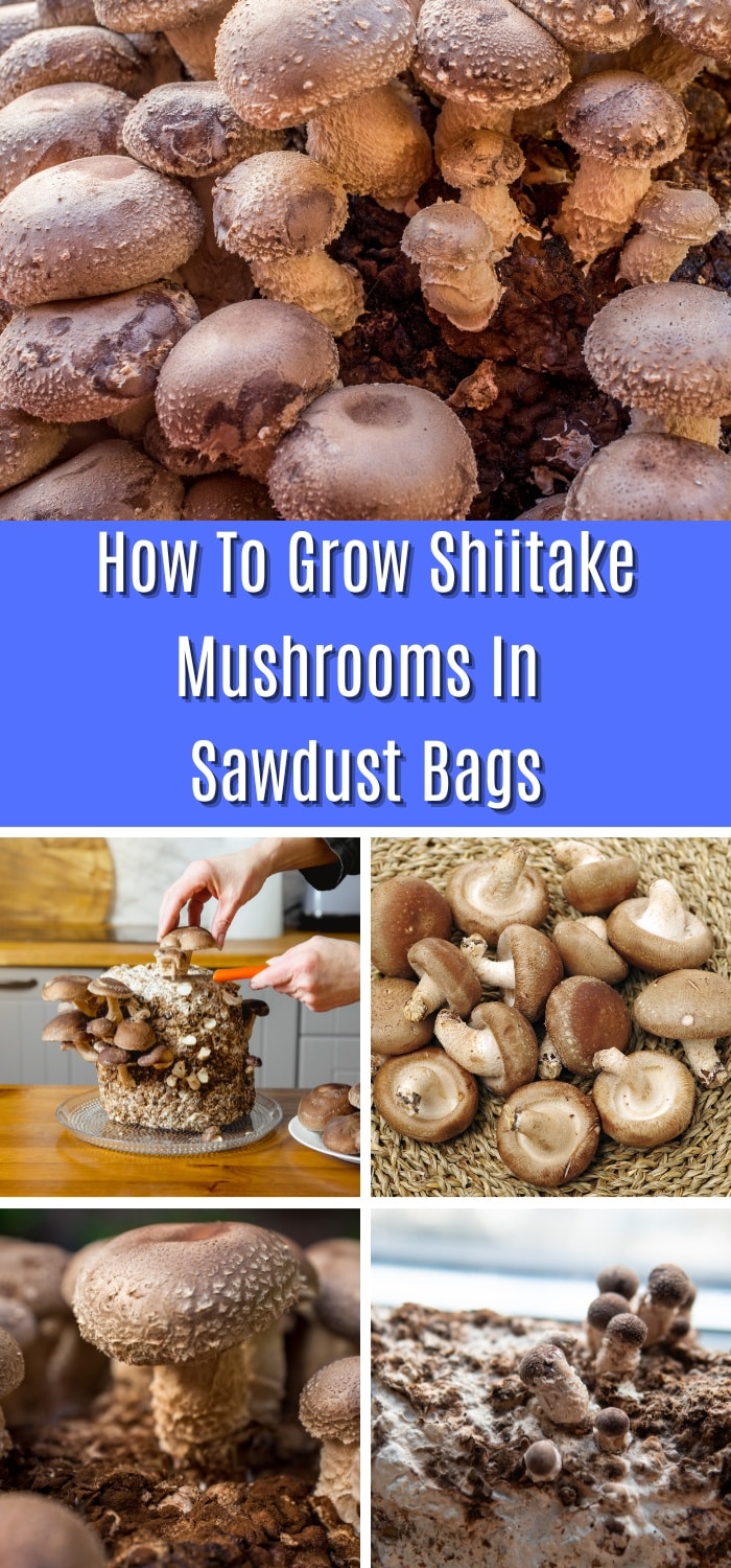How To Grow Shiitake Mushrooms In Sawdust Bags - Mushroom Appreciation