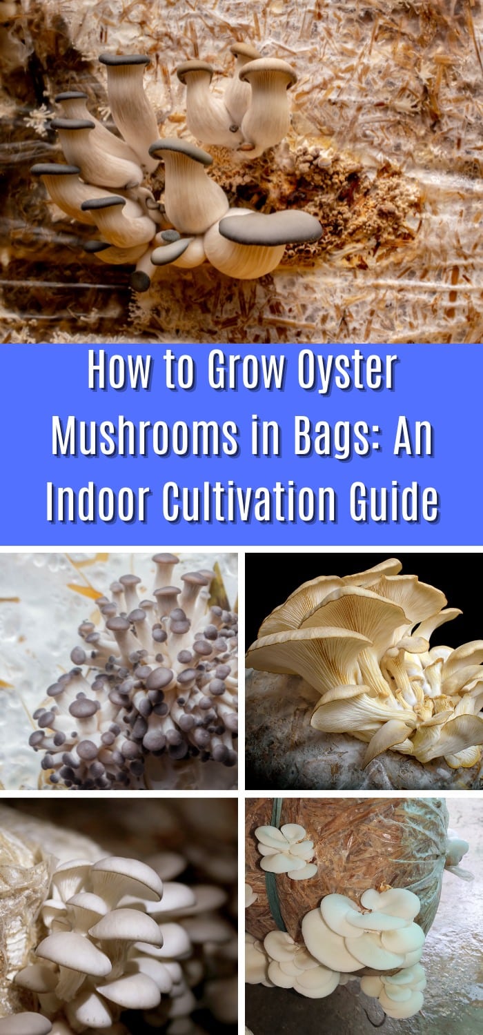 How to Grow Oyster Mushrooms in Bags: An Indoor Cultivation Guide ...