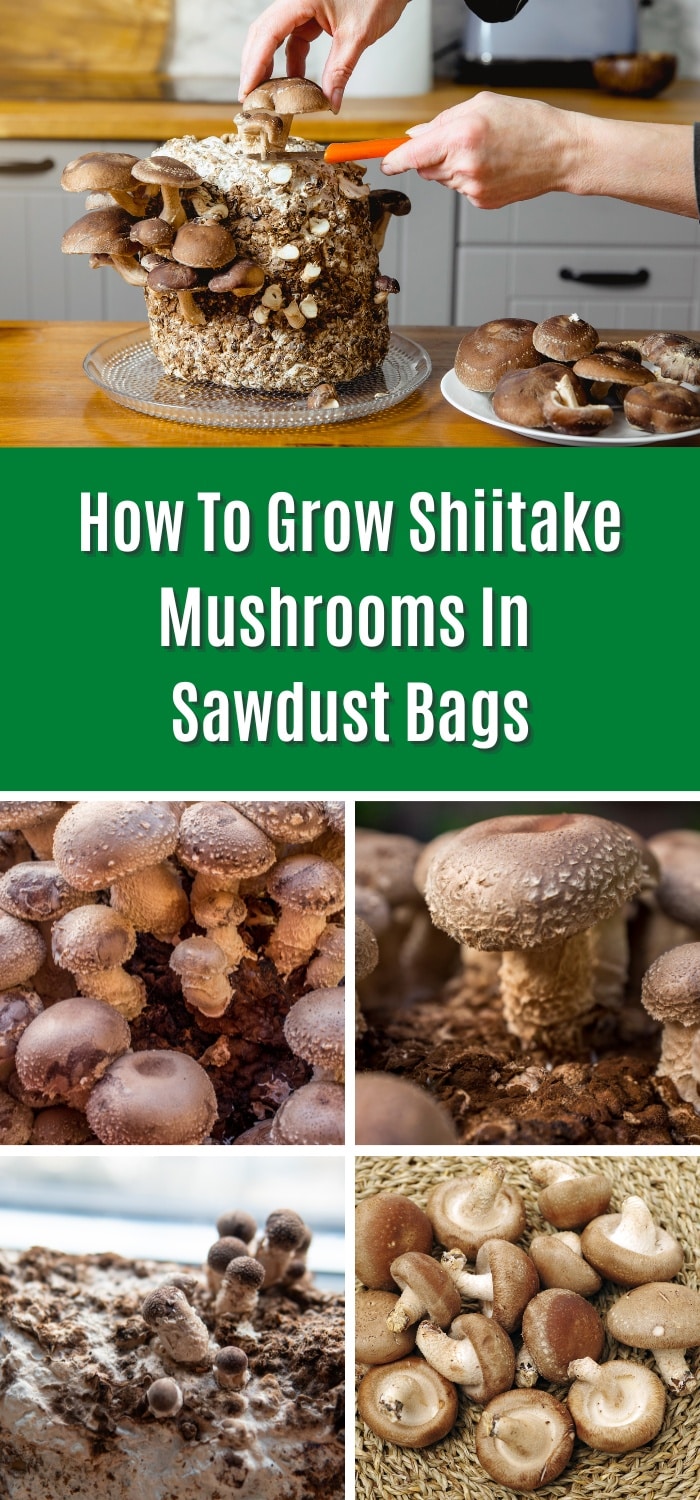 How To Grow Shiitake Mushrooms In Sawdust Bags - Mushroom Appreciation