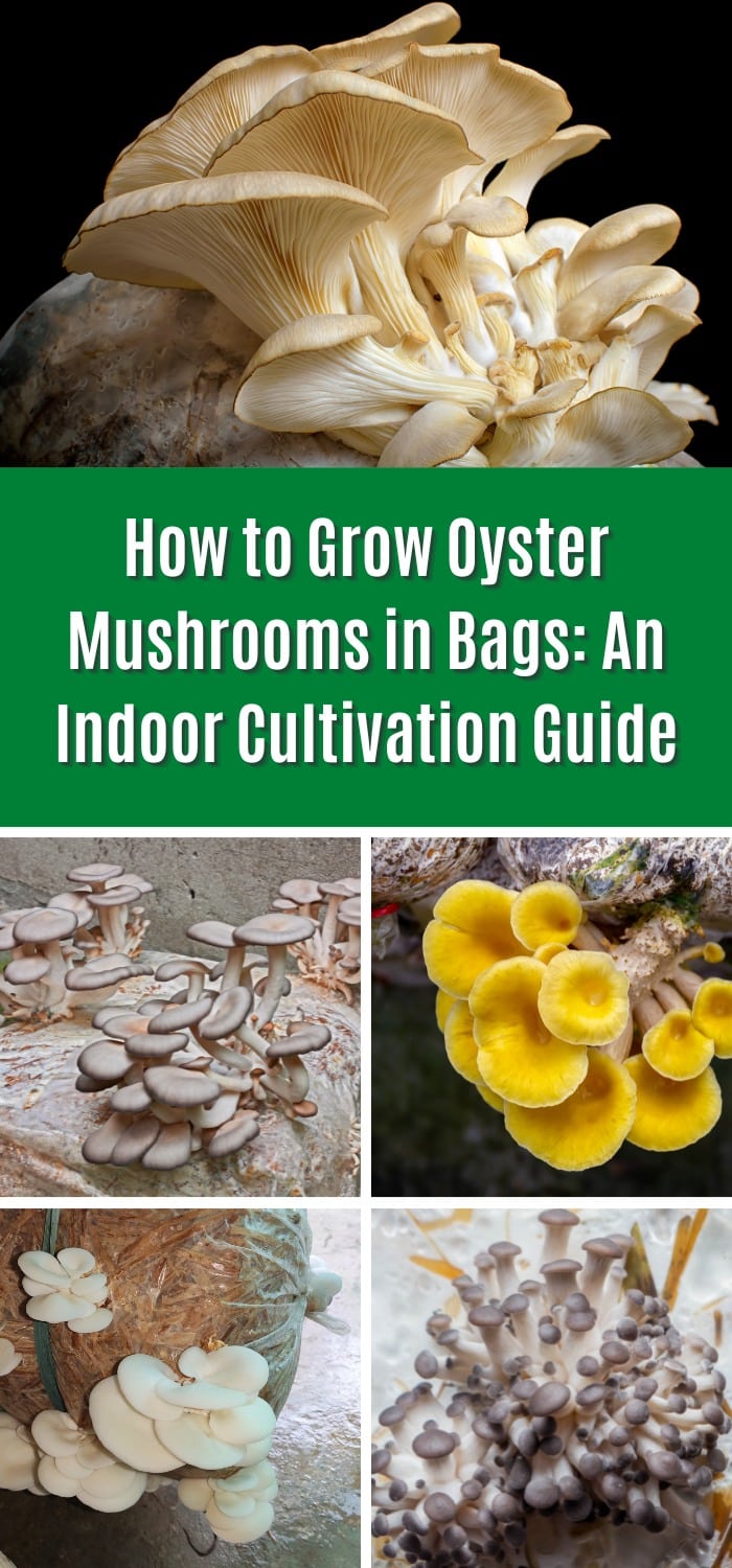 How to Grow Oyster Mushrooms in Bags: An Indoor Cultivation Guide ...