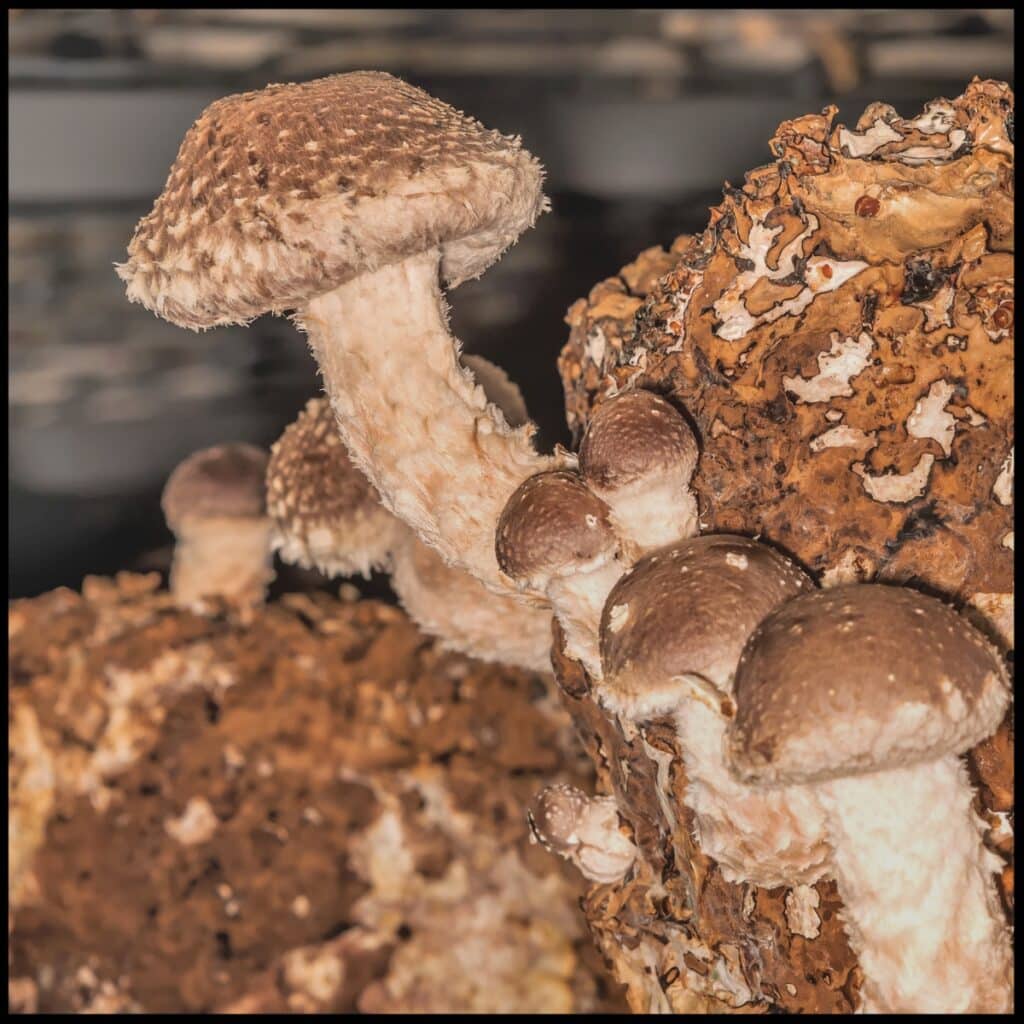 How To Grow Shiitake Mushrooms In Sawdust Bags - Mushroom Appreciation