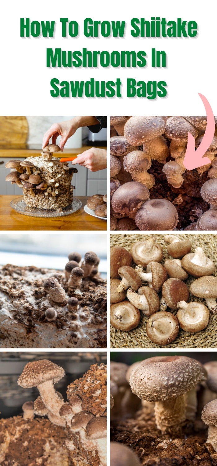 How To Grow Shiitake Mushrooms In Sawdust Bags - Mushroom Appreciation