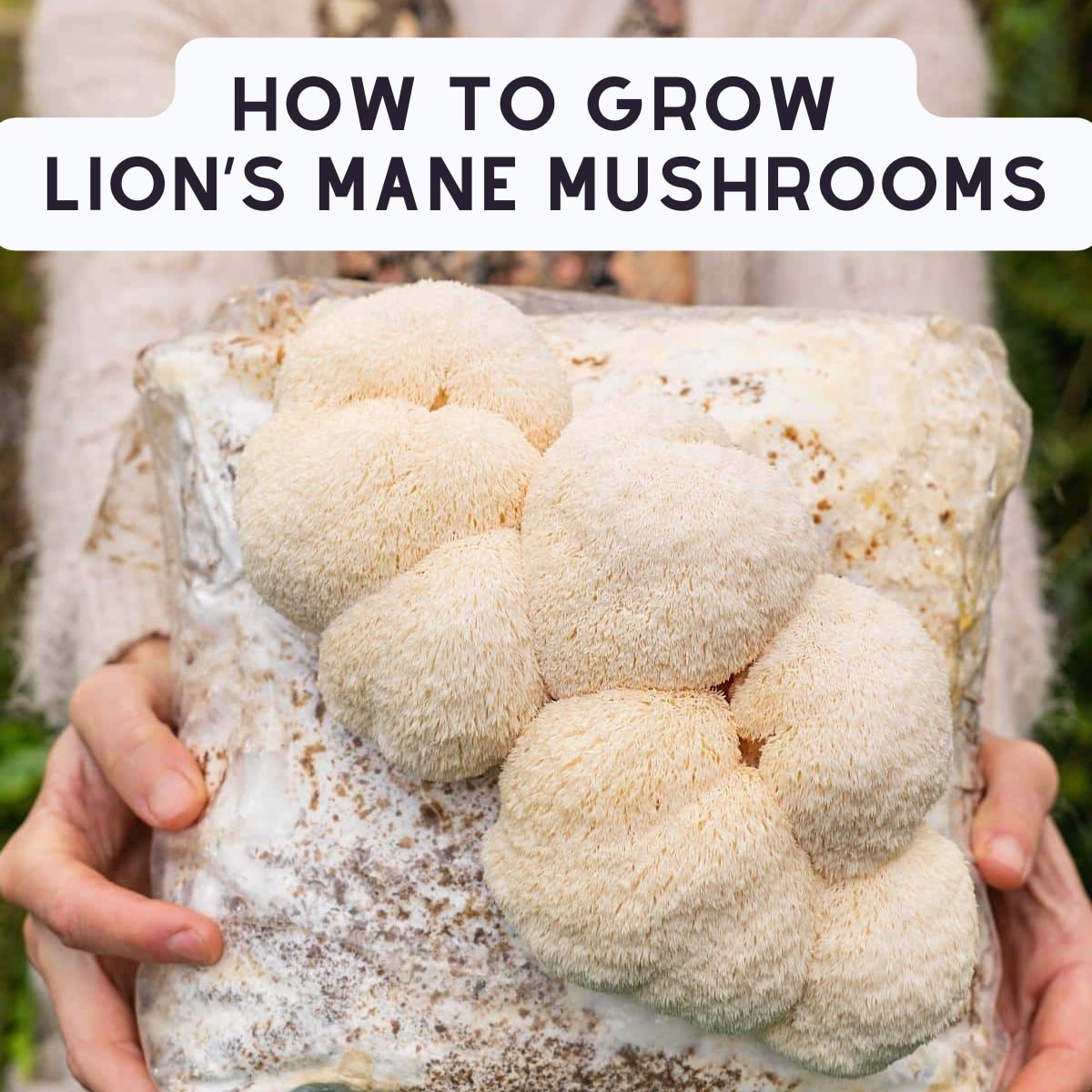 Mushroom Veils: Universal and Partial Veils Explained - Mushroom ...