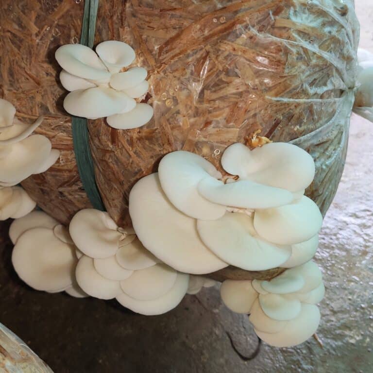 How to Grow Oyster Mushrooms in Bags: An Indoor Cultivation Guide ...