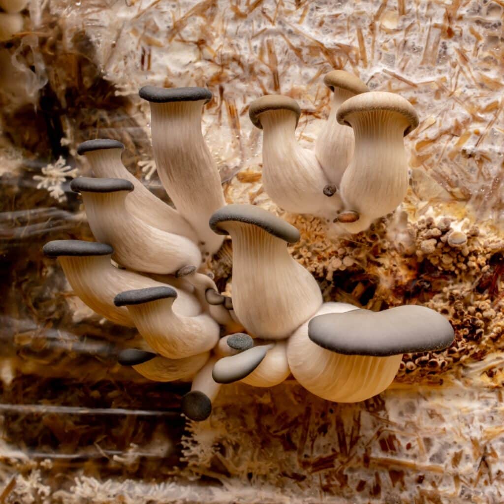 How to Grow Oyster Mushrooms in Bags: An Indoor Cultivation Guide ...