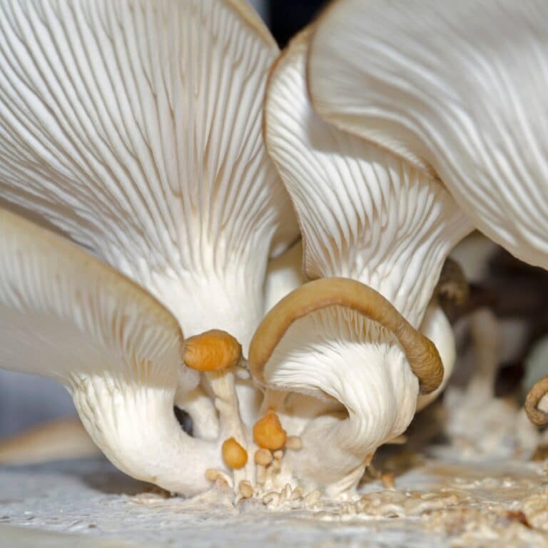 How to Grow Oyster Mushrooms in Bags: An Indoor Cultivation Guide ...