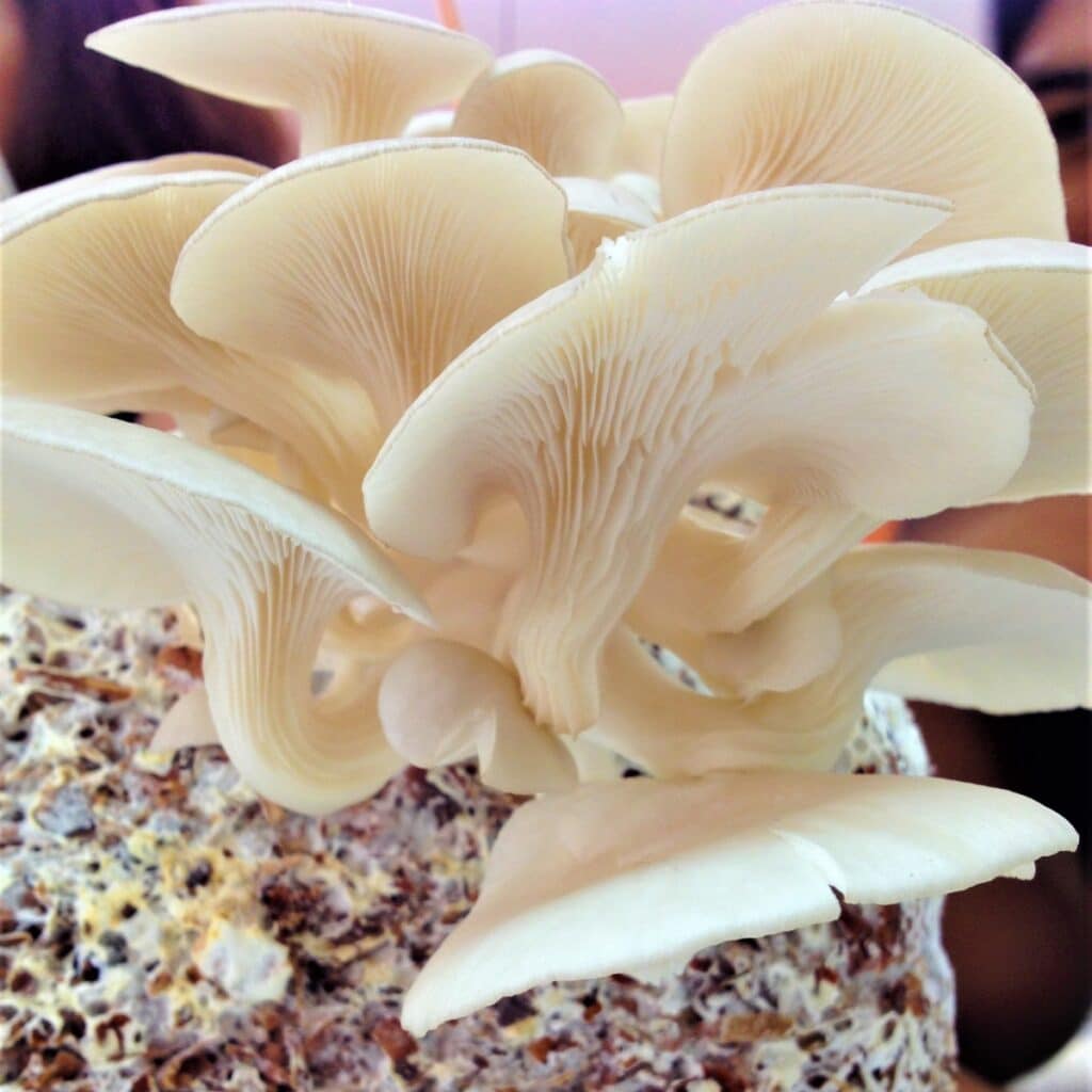 How to Grow Oyster Mushrooms in Bags: An Indoor Cultivation Guide ...
