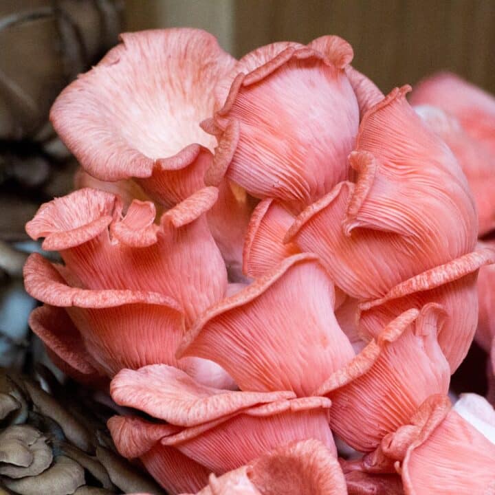 How to Clean and Cook Oyster Mushrooms: Complete Oyster Mushroom ...