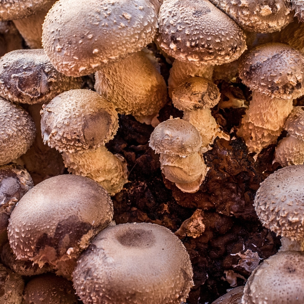 Devil's Tooth Fungus: Identification, Lookalikes, and Uses - Mushroom ...