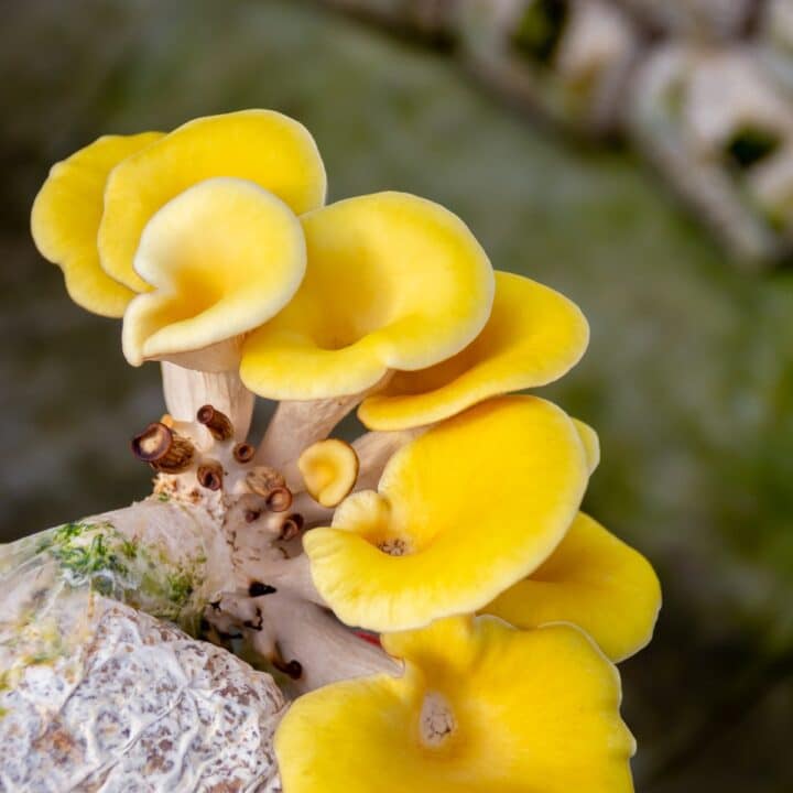 How to Clean and Cook Oyster Mushrooms: Complete Oyster Mushroom ...