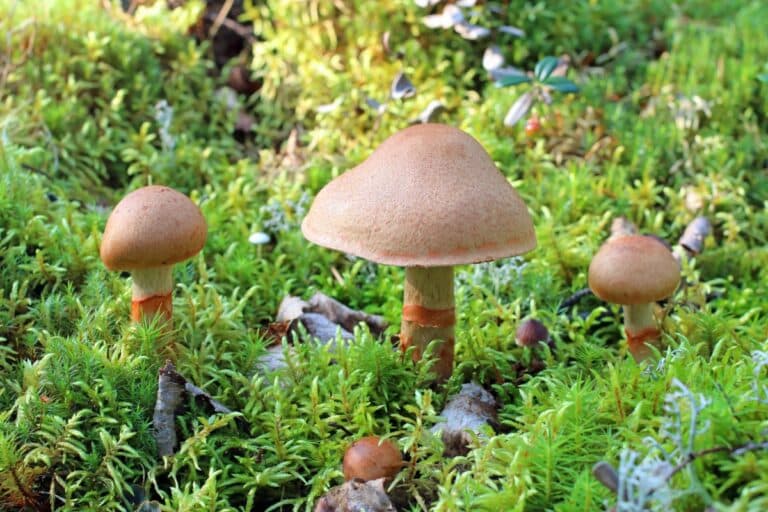 Parts of a Mushroom: Stem Rings and Skirts - Mushroom Appreciation