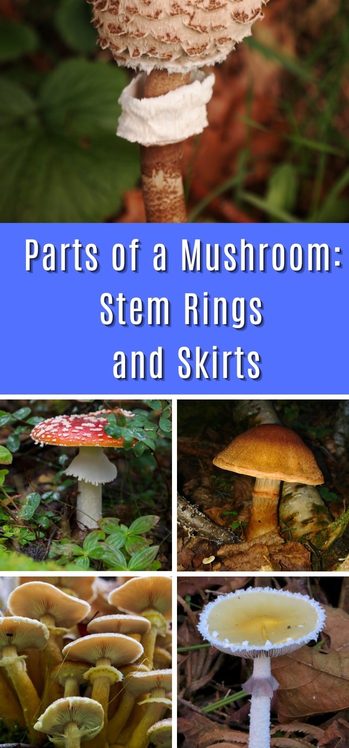 Parts of a Mushroom: Stem Rings and Skirts - Mushroom Appreciation