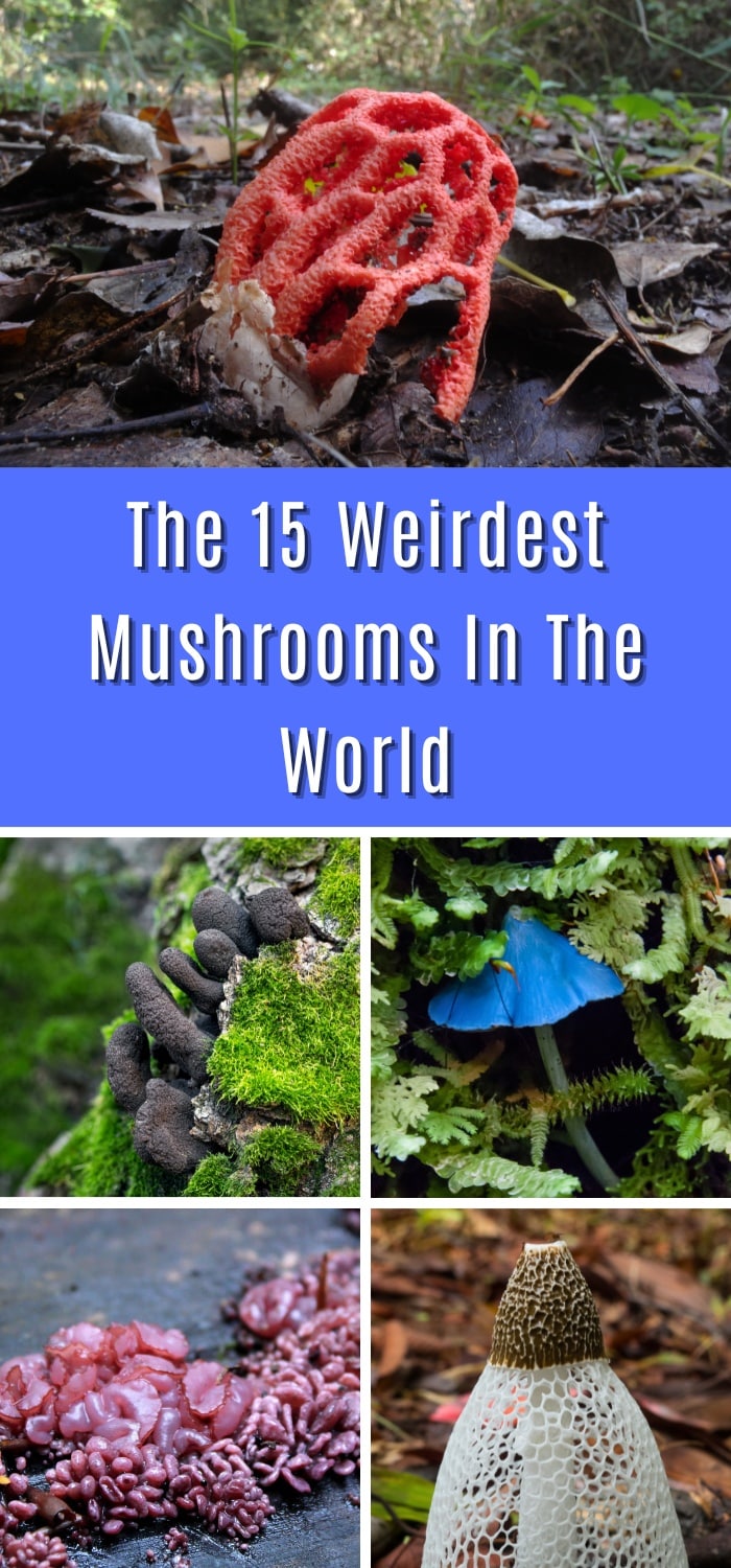 The 15 Weirdest Mushrooms In The World - Mushroom Appreciation