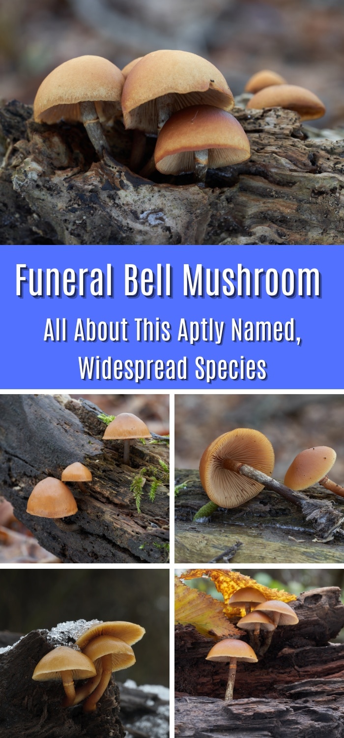 Funeral Bell Mushroom: All About This Aptly Named, Widespread Species ...