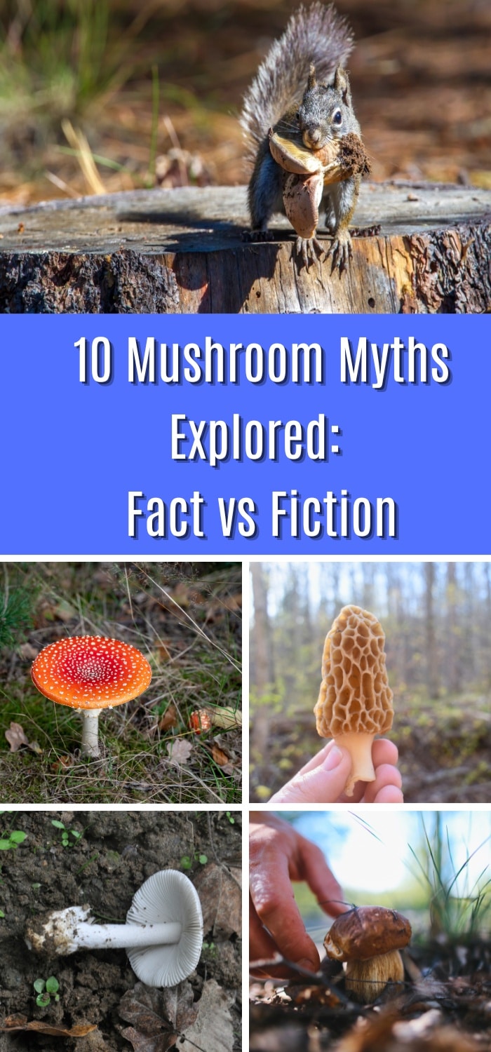 10 Mushroom Myths Explored: Fact vs Fiction - Mushroom Appreciation