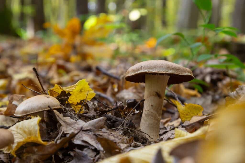 Parts of a Mushroom: Stem Rings and Skirts - Mushroom Appreciation