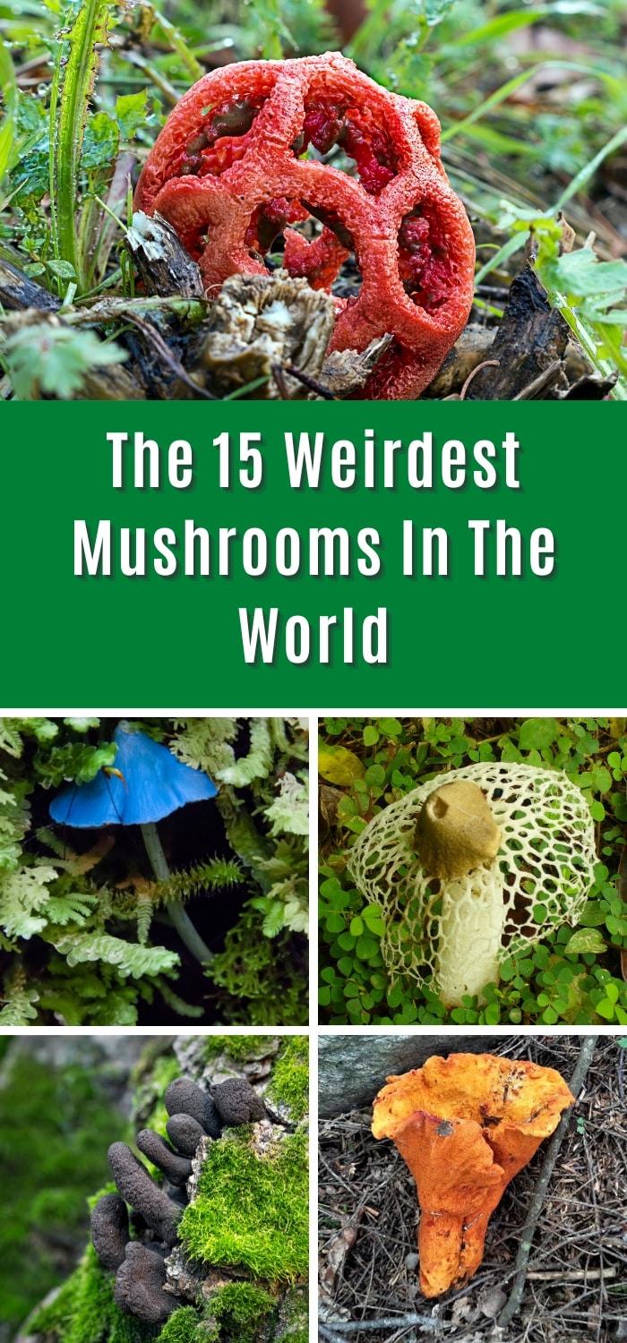 The 15 Weirdest Mushrooms In The World - Mushroom Appreciation