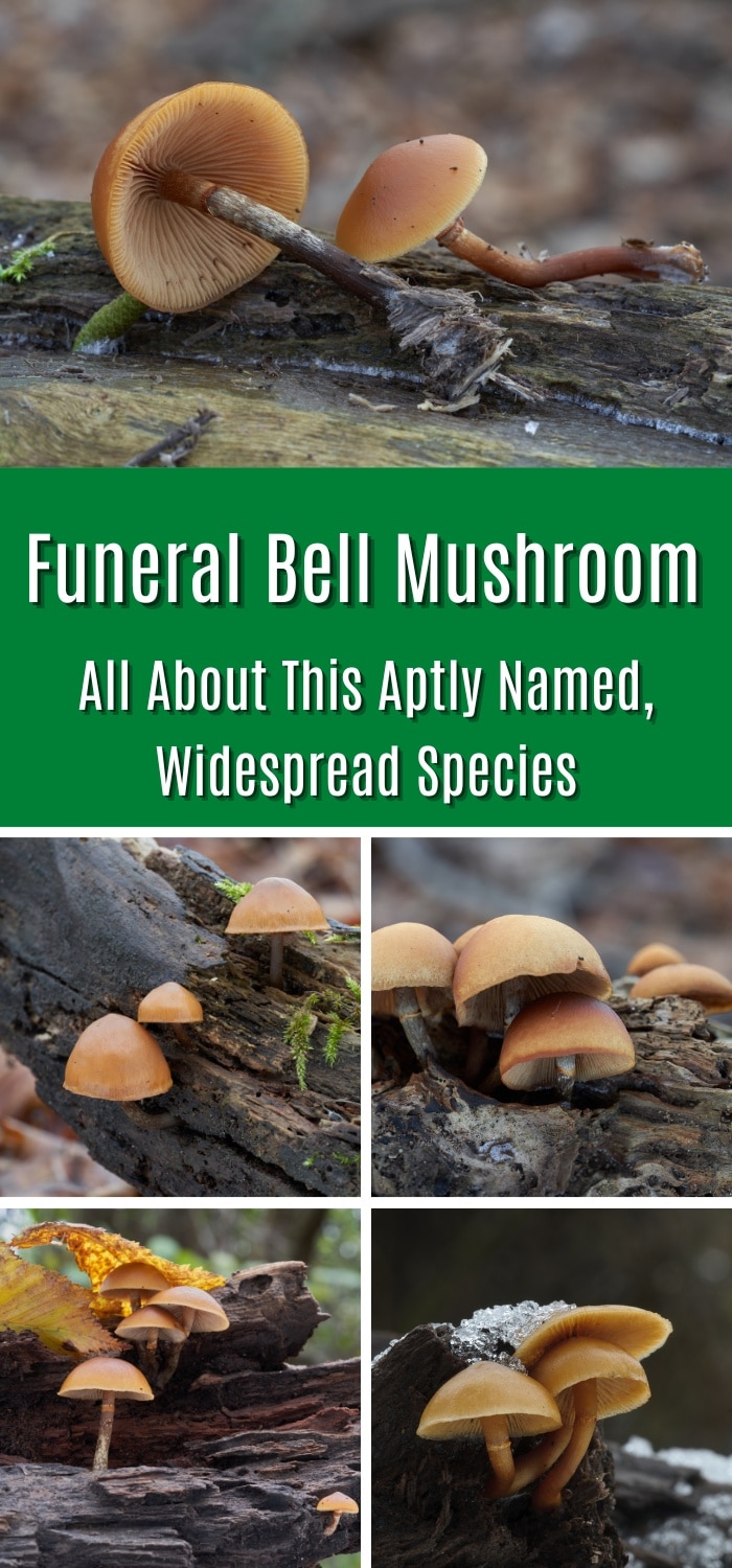 Funeral Bell Mushroom: All About This Aptly Named, Widespread Species ...