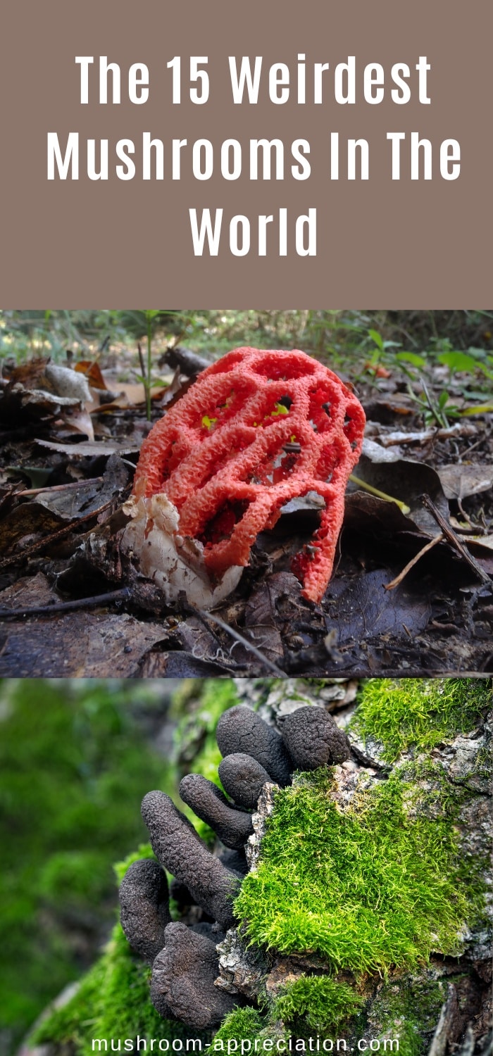 The 15 Weirdest Mushrooms In The World - Mushroom Appreciation