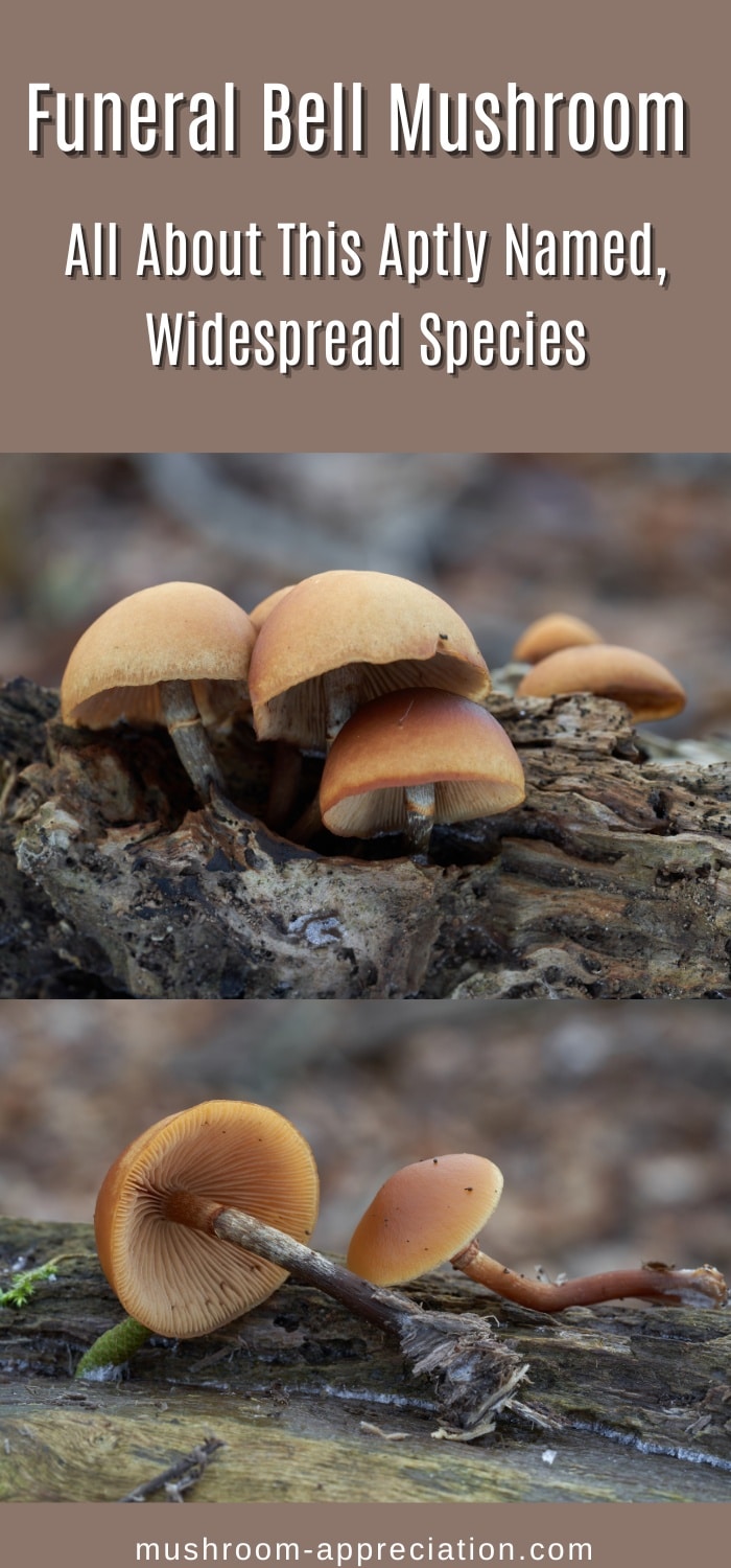 Funeral Bell Mushroom: All About This Aptly Named, Widespread Species ...