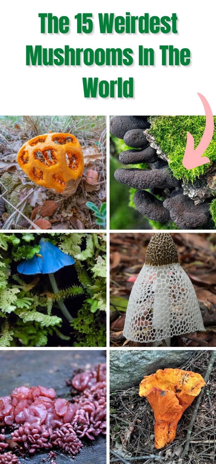 The 15 Weirdest Mushrooms In The World - Mushroom Appreciation