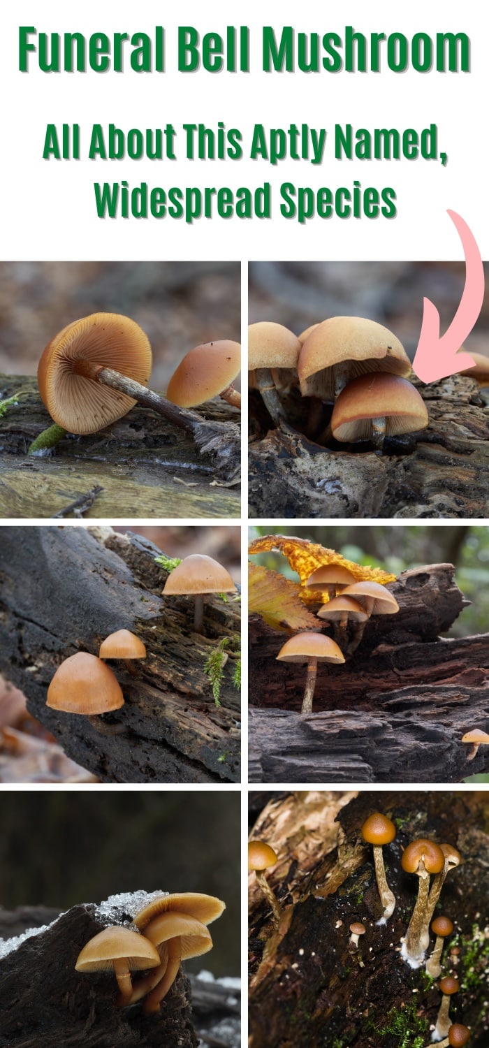 Funeral Bell Mushroom: All About This Aptly Named, Widespread Species ...