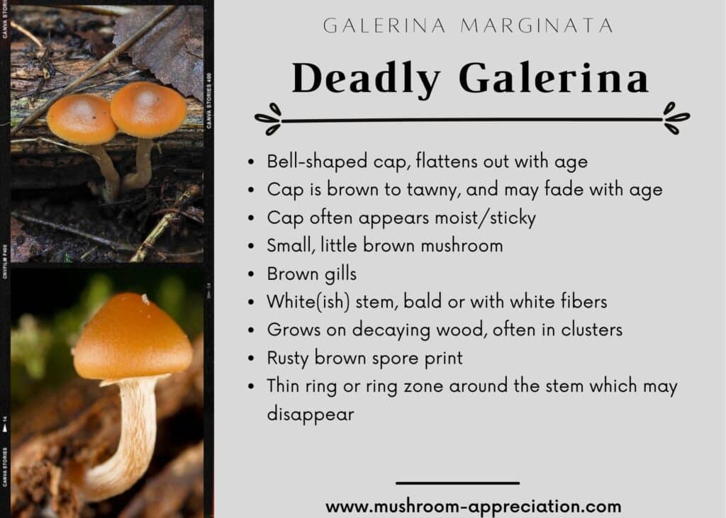 Funeral Bell Mushroom: All About This Aptly Named, Widespread Species ...