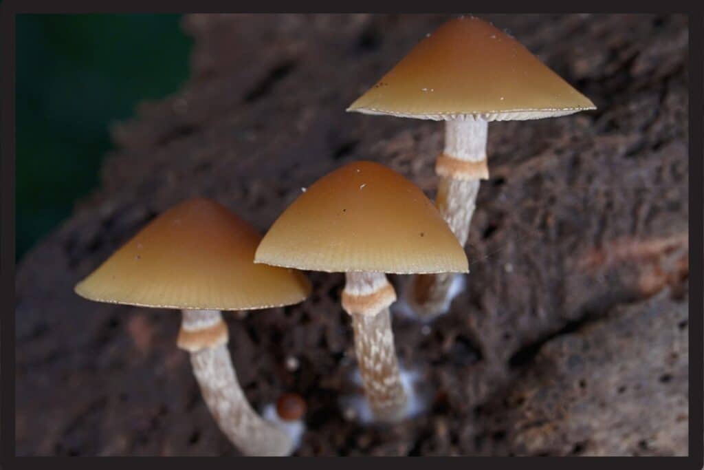Funeral Bell Mushroom: All About This Aptly Named, Widespread Species ...