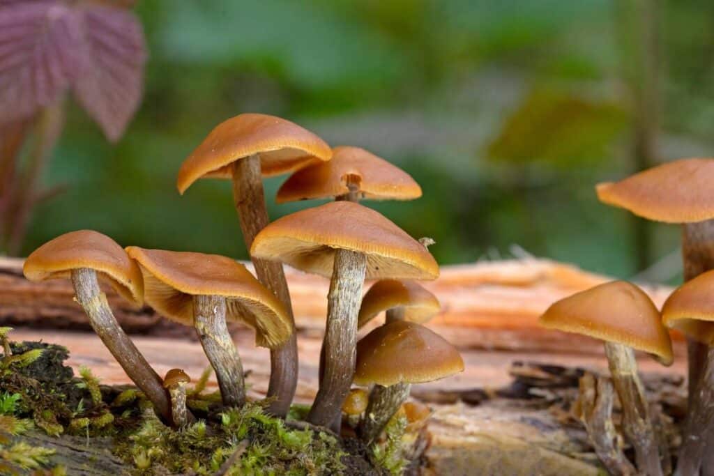 Funeral Bell Mushroom: All About This Aptly Named, Widespread Species ...