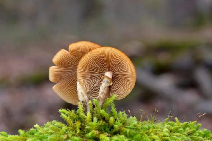 Funeral Bell Mushroom: All About This Aptly Named, Widespread Species ...