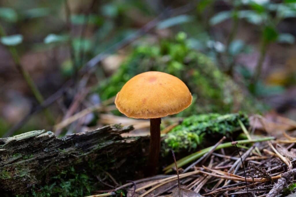 Funeral Bell Mushroom: All About This Aptly Named, Widespread Species ...