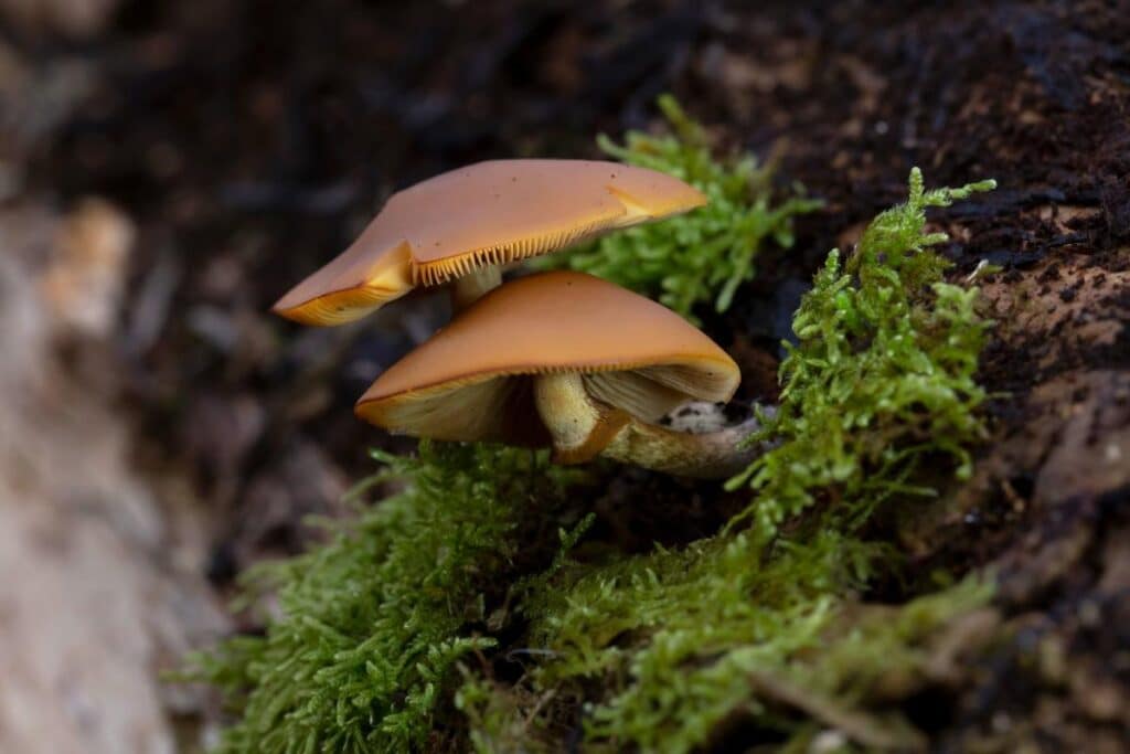 Funeral Bell Mushroom: All About This Aptly Named, Widespread Species ...