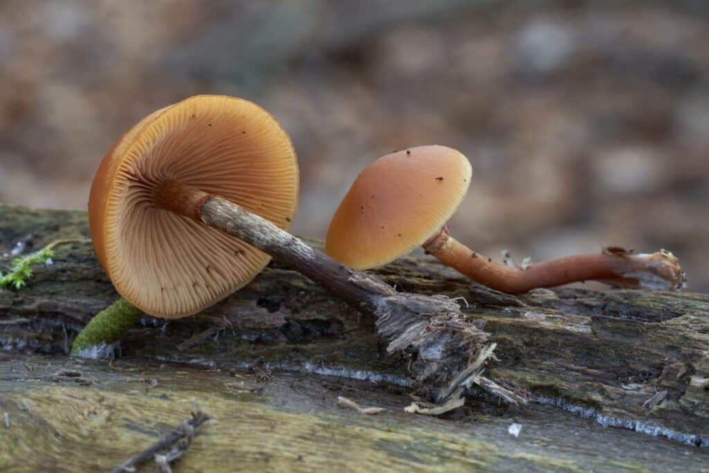 Funeral Bell Mushroom: All About This Aptly Named, Widespread Species ...