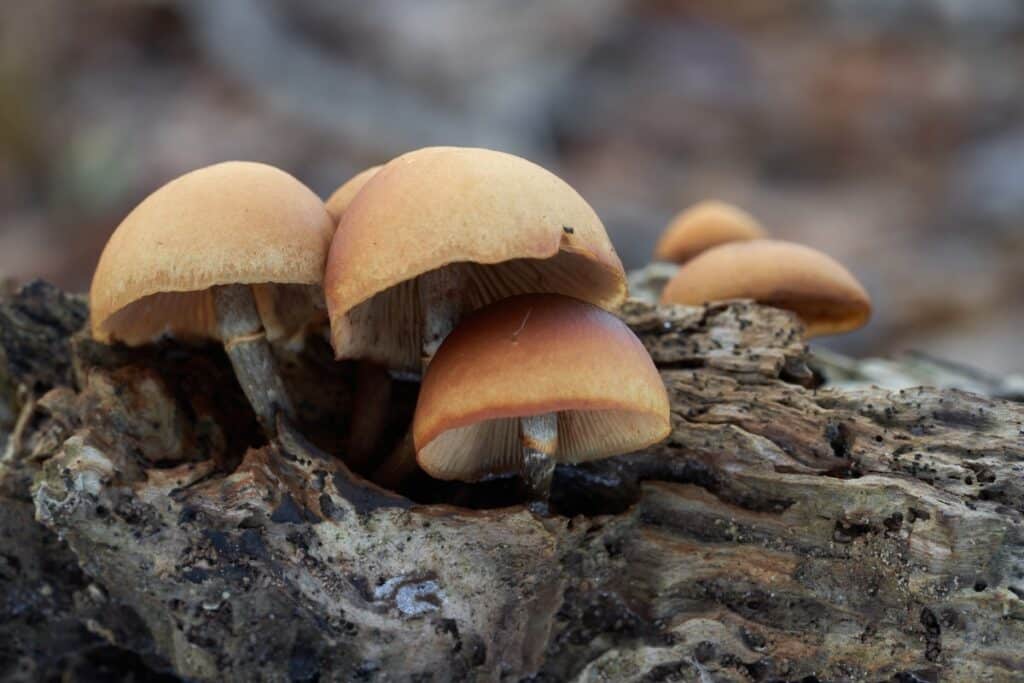 Funeral Bell Mushroom: All About This Aptly Named, Widespread Species ...