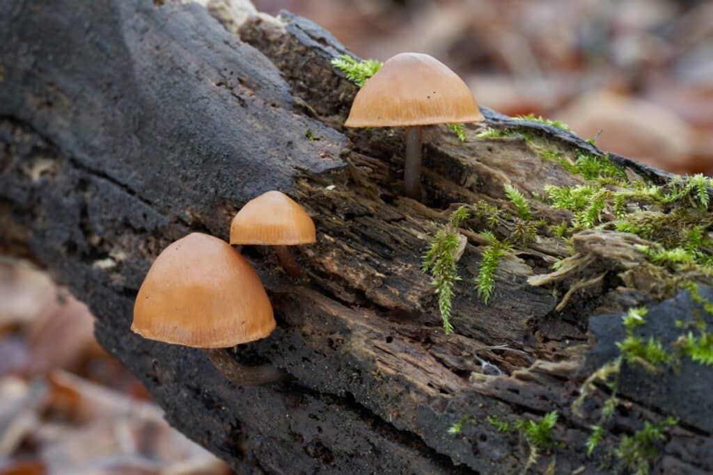 Funeral Bell Mushroom: All About This Aptly Named, Widespread Species ...