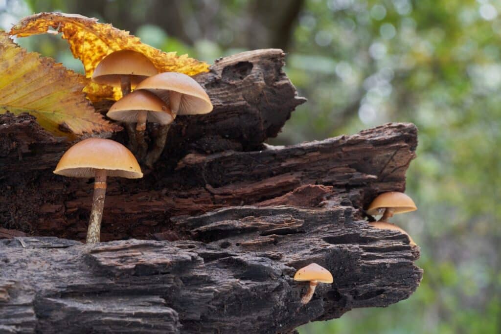 Funeral Bell Mushroom: All About This Aptly Named, Widespread Species ...