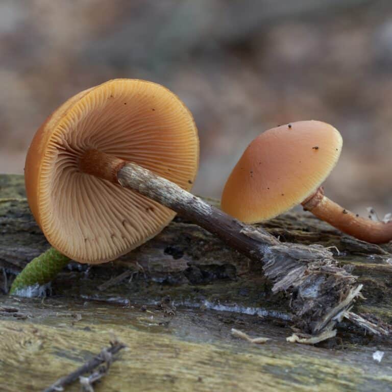 Fool's Funnel: Identification of a Deadly Beauty - Mushroom Appreciation