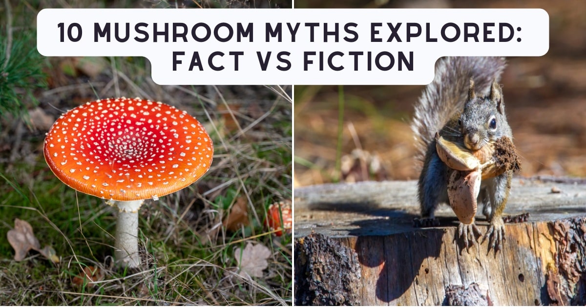 10 Mushroom Myths Explored: Fact vs Fiction - Mushroom Appreciation