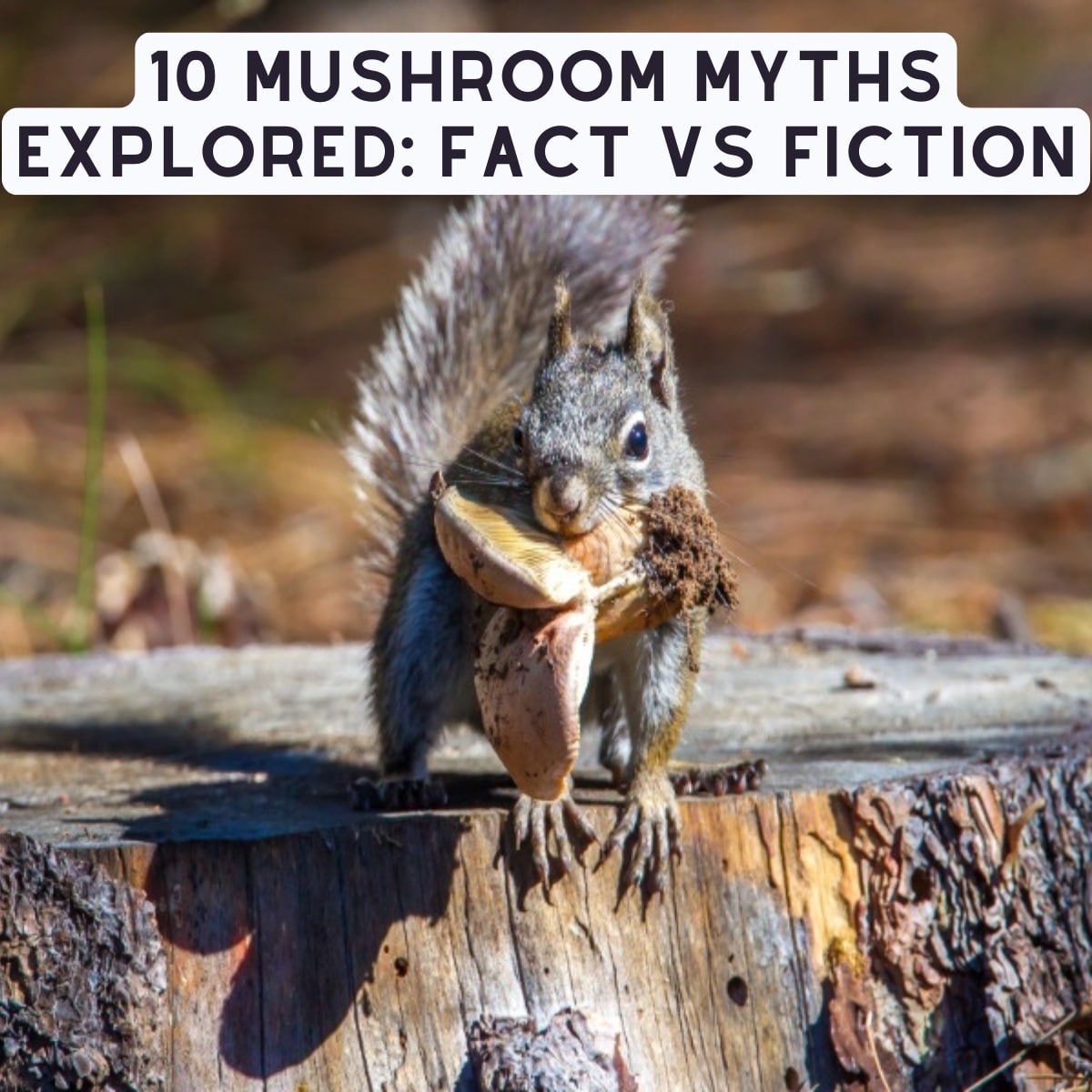 The False Chanterelle: Identification, Habitat, and Uses - Mushroom ...