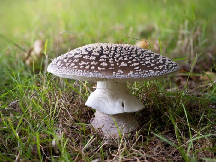 Parts of a Mushroom: Stem Rings and Skirts - Mushroom Appreciation