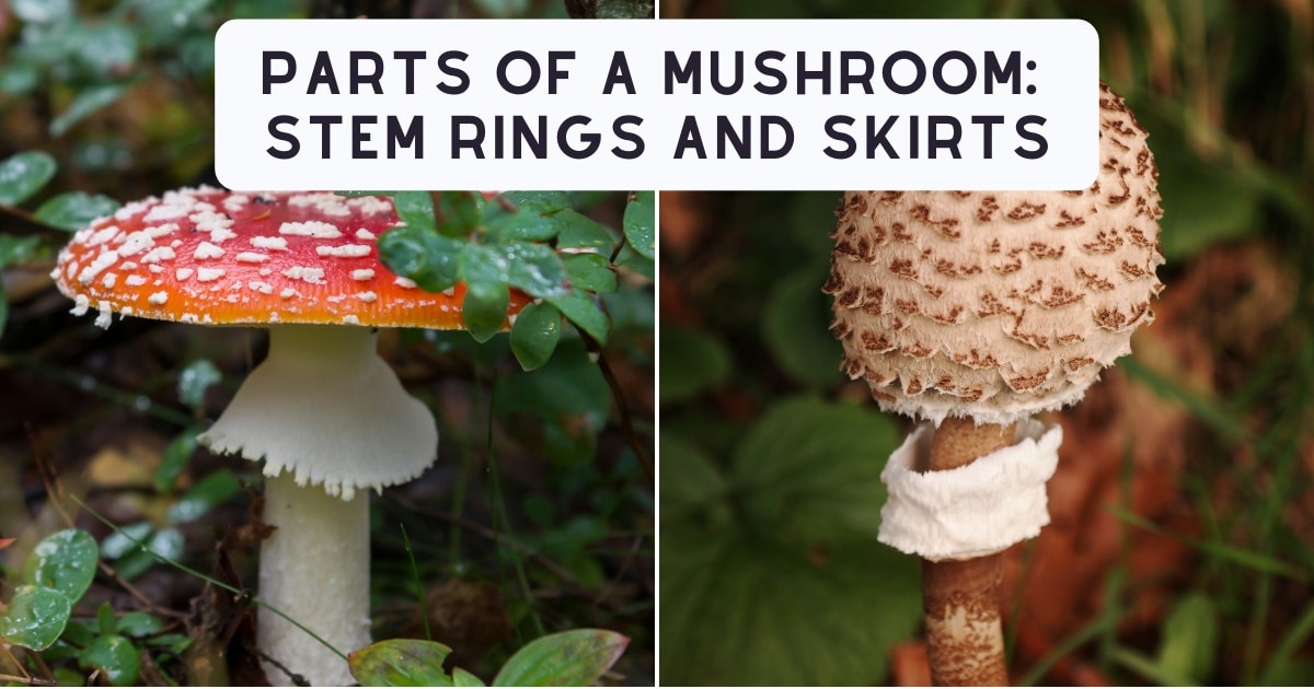 Parts of a Mushroom: Stem Rings and Skirts - Mushroom Appreciation