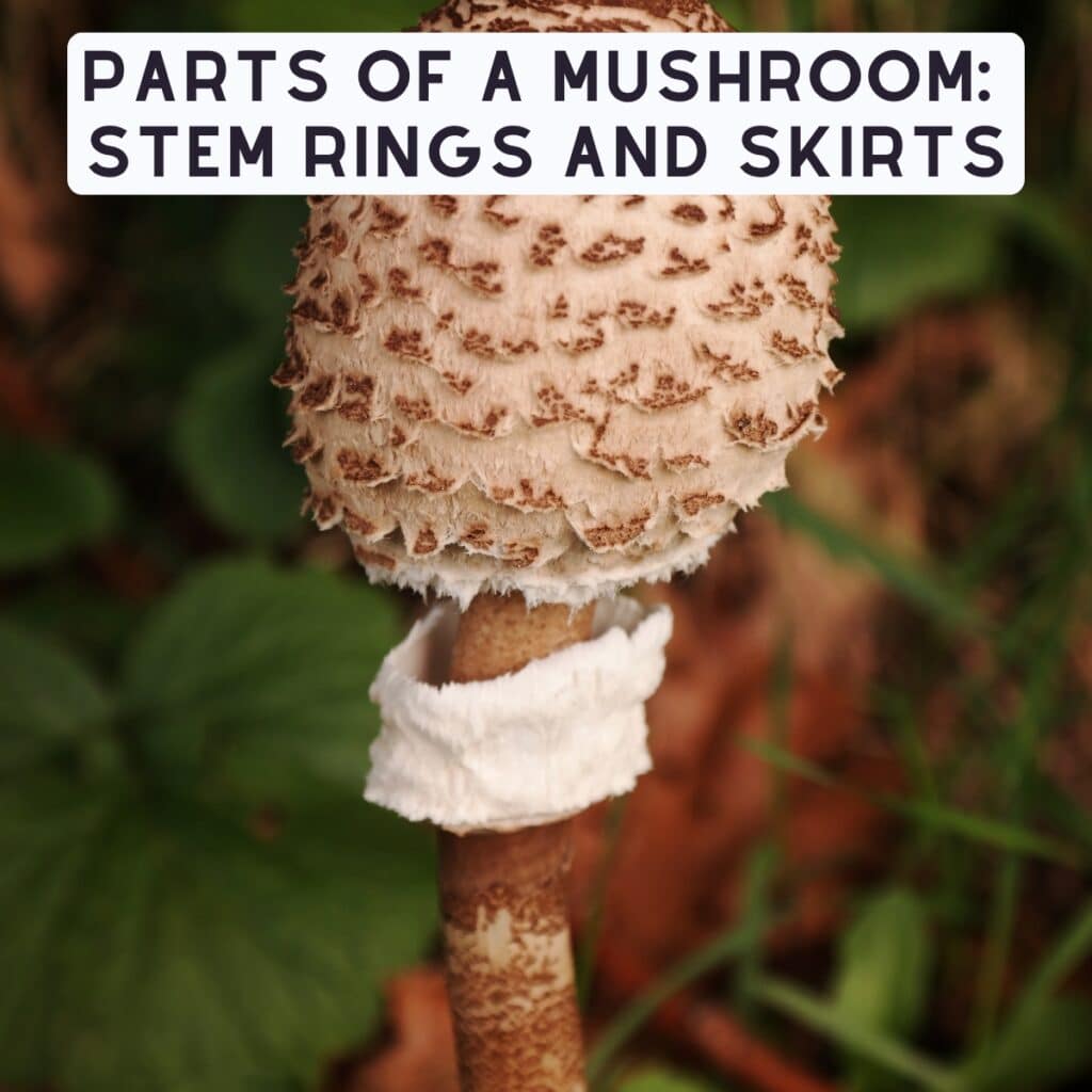 Common Conecap Mushroom: Identification and Lookalikes - Mushroom ...