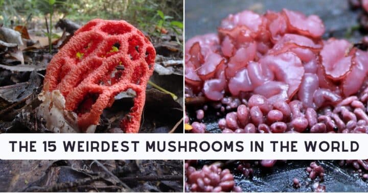 The 15 Weirdest Mushrooms In The World - Mushroom Appreciation