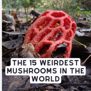 Fool's Funnel: Identification of a Deadly Beauty - Mushroom Appreciation