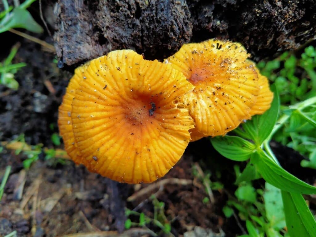 Little Trumpet Mushrooms: Xeromphalina Species of North America ...