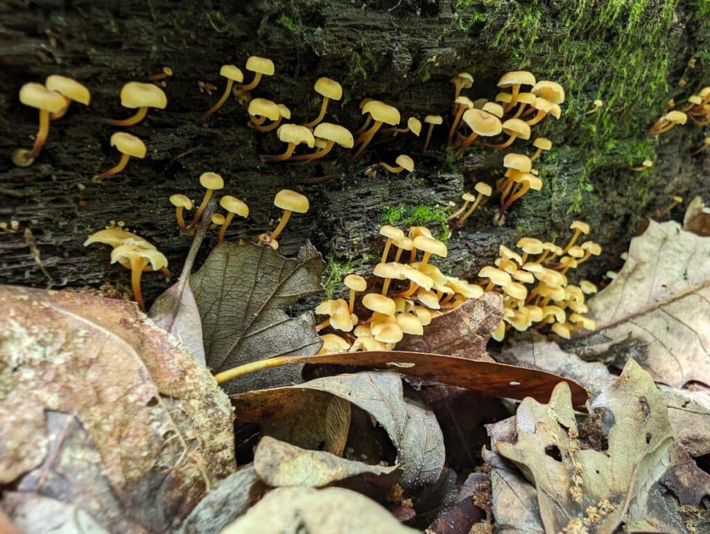 Little Trumpet Mushrooms: Xeromphalina Species of North America ...