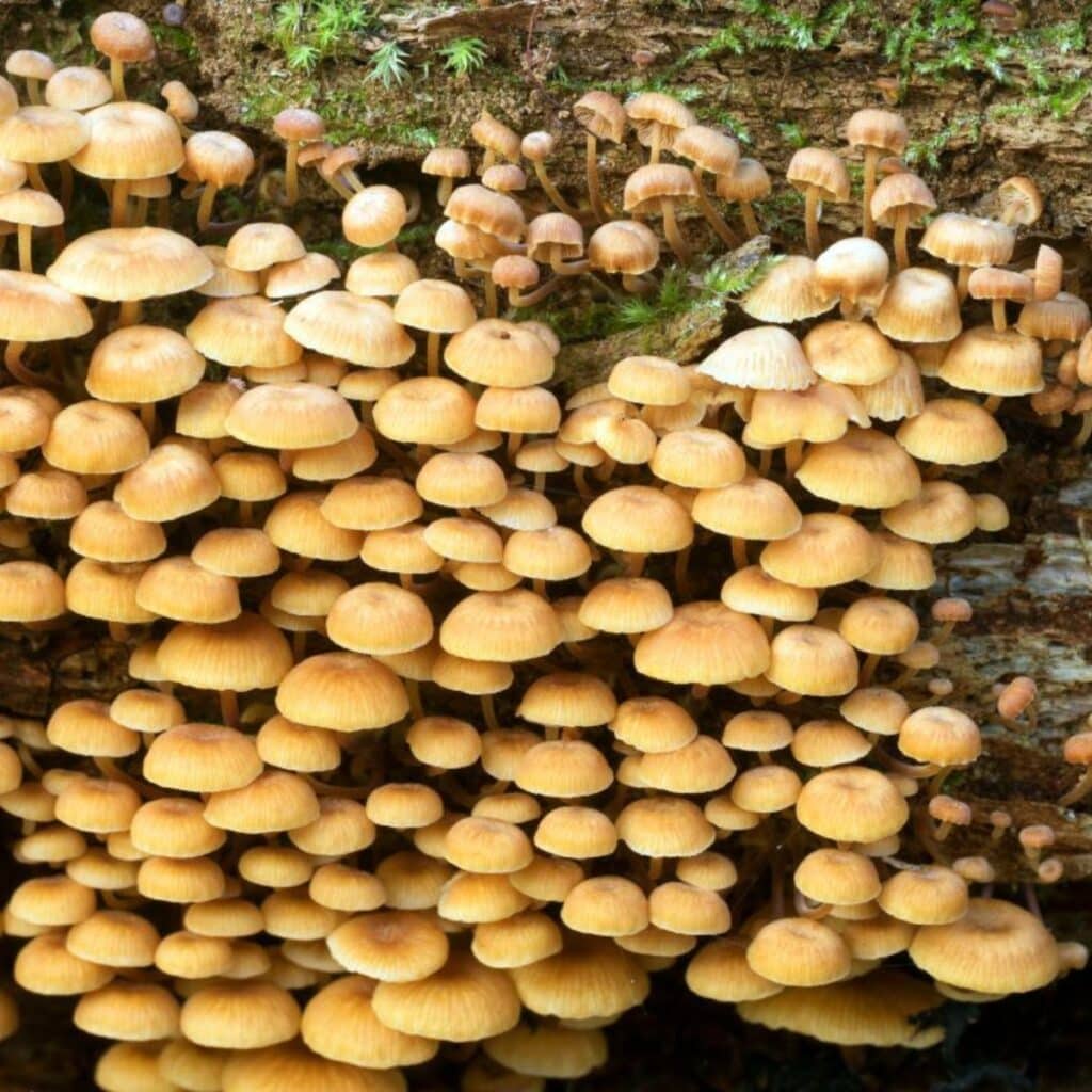 Guide To Candy Caps: The Maple Syrup Mushroom - Mushroom Appreciation
