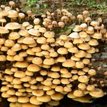 Fool's Funnel: Identification of a Deadly Beauty - Mushroom Appreciation